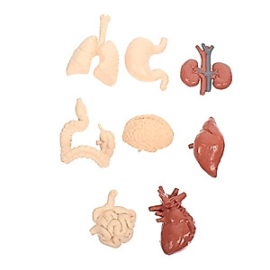 2 Sets Human Visceral Model Human Teaching Aid Human Torso Body Model Human Internal Organs Model Human Body Model Torso and Skeleton Models Anatomy Mannequin PVC Child Major Suite