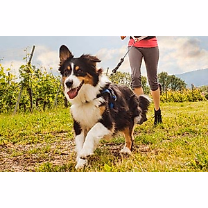 Hip and Joint Supplements for Puppy - Dogs Joint Health Complex with Turmeric and MSM - Supports Hips and Joints - chondroitin for Dogs - 1 Bottle (60 Tablets)