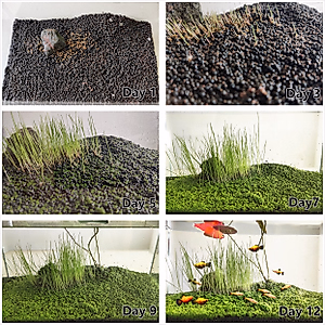 3 Bags Aquarium Plant S.e.e.d Set, not aritifical Plastic, Fresh Water Live Grass for Fish Tank ZQ21
