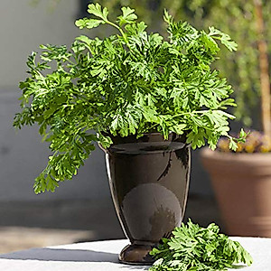 Outsidepride Perennial Artemisia Wormwood Herb Garden Plants with Aromatic Fragrance - 5000 Seeds