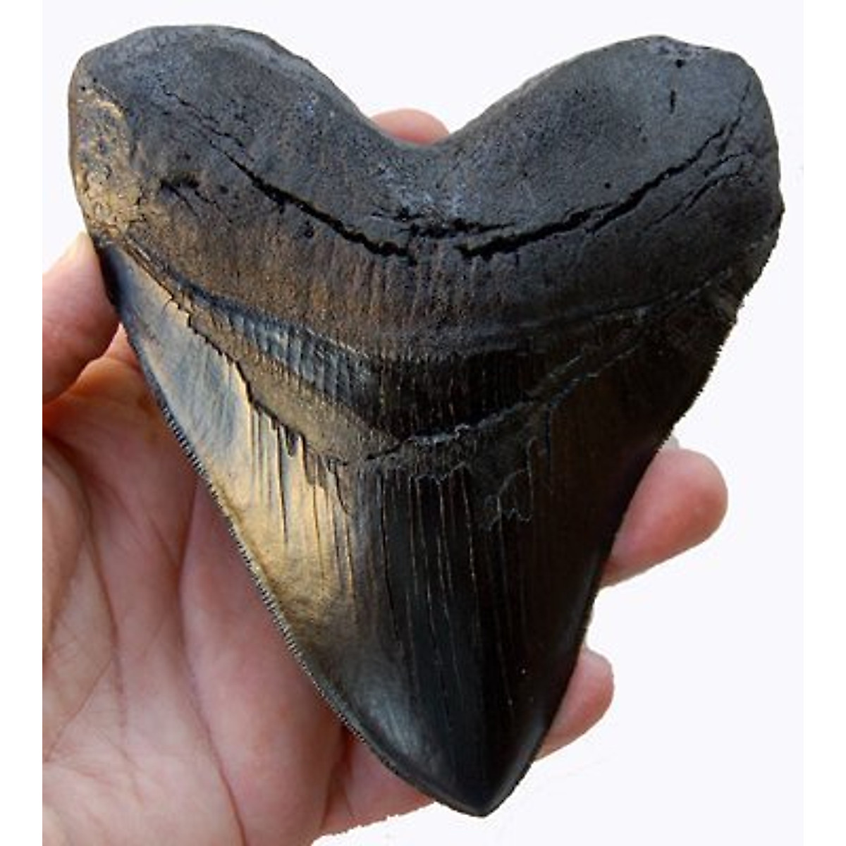 Prehistoric Planet Store 5.5 Inch Megalodon (Carcharodon megalodon) tooth, Black with Serrations (Replica) #126