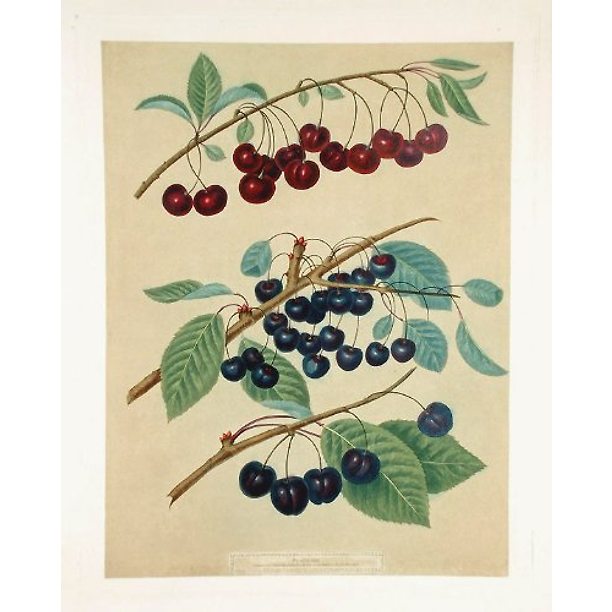 [Cherries] Morello; Caroon; Ronolds Black Heart