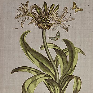 Martha Stewart Herbal Botany Wall Art Living Room Decor - Floral Linen Canvas, Farmhouse Lifestyle Bathroom Decoration, Ready to Hang Painting for Bedroom, 17.84"W x 21.84"L x 1.45"H, Green 4 Piece