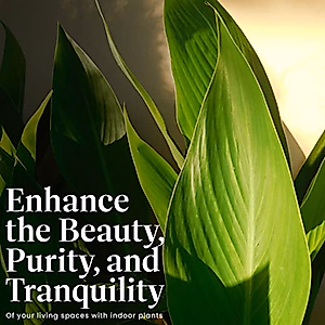 American Plant Exchange Cast Iron Plant, 6-Inch Pot, Live Indoor Houseplant, Easy to Grow, Real Plant for Home & Office Decor, Thrives on Neglect