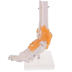 Life Size Human Foot Joint Model with Ligaments Human Anatomical Teaching Model