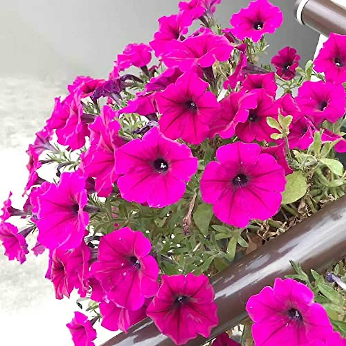 Petunia Seeds Perennial Annual Low Maintenance Showy Attracts Butterflies & Hummingbirds GMO Free Bed Border Edging Hanging Baskets Patio Container Outdoor 250Pcs Mixed Colors by YEGAOL Garden