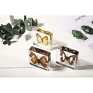 Real Large Butterfly Specimen Specimens Paperweight Collection Display(3x3x0.8''）for Office or Education (Style 4)