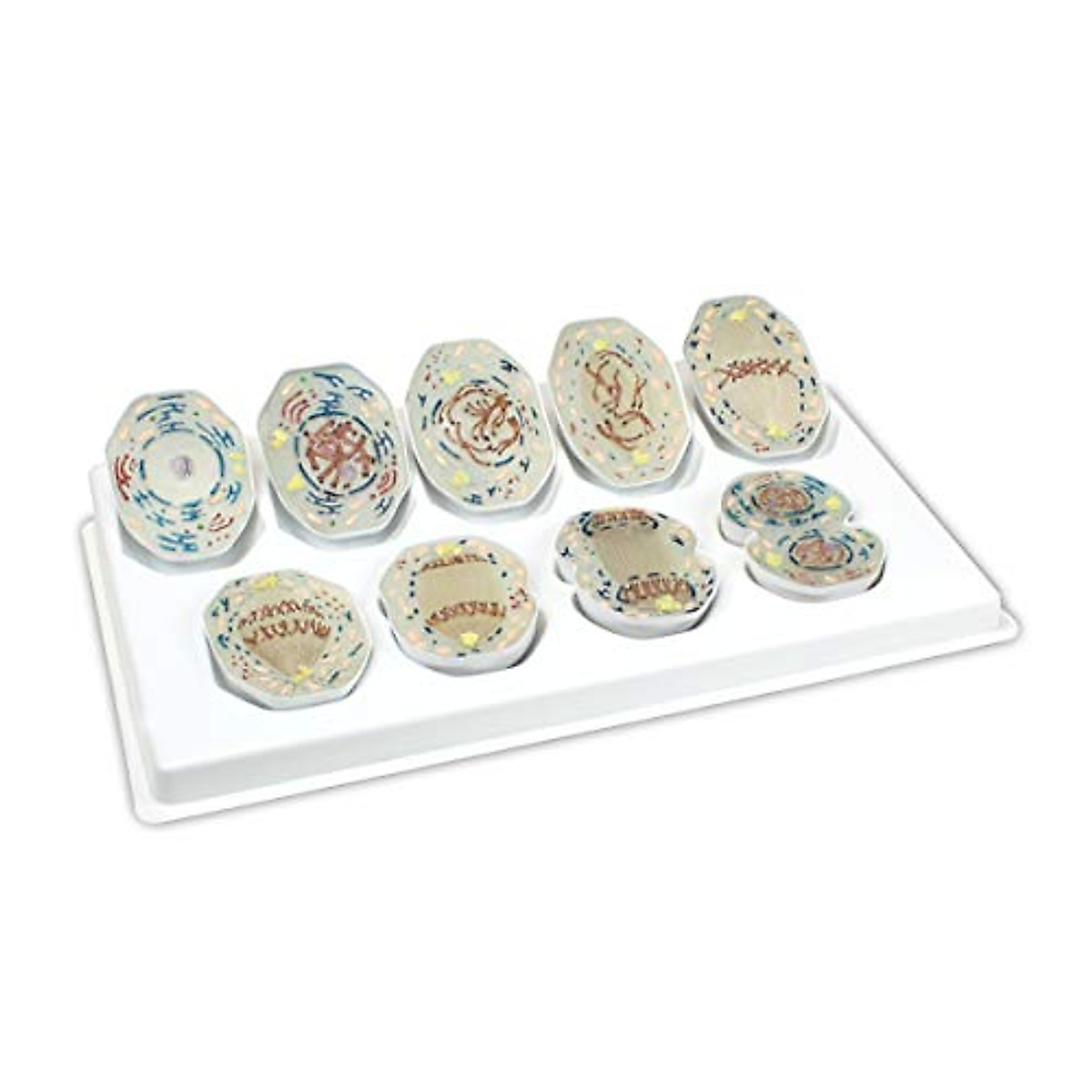 Parco Scientific PB00160 Animal Mitosis 3D Model | 9 Stage Mitosis Demonstration | Biology Classroom Cell Division Display | Detailed Open Cell Organelles | Pieces Equipped with Stand | W Manual