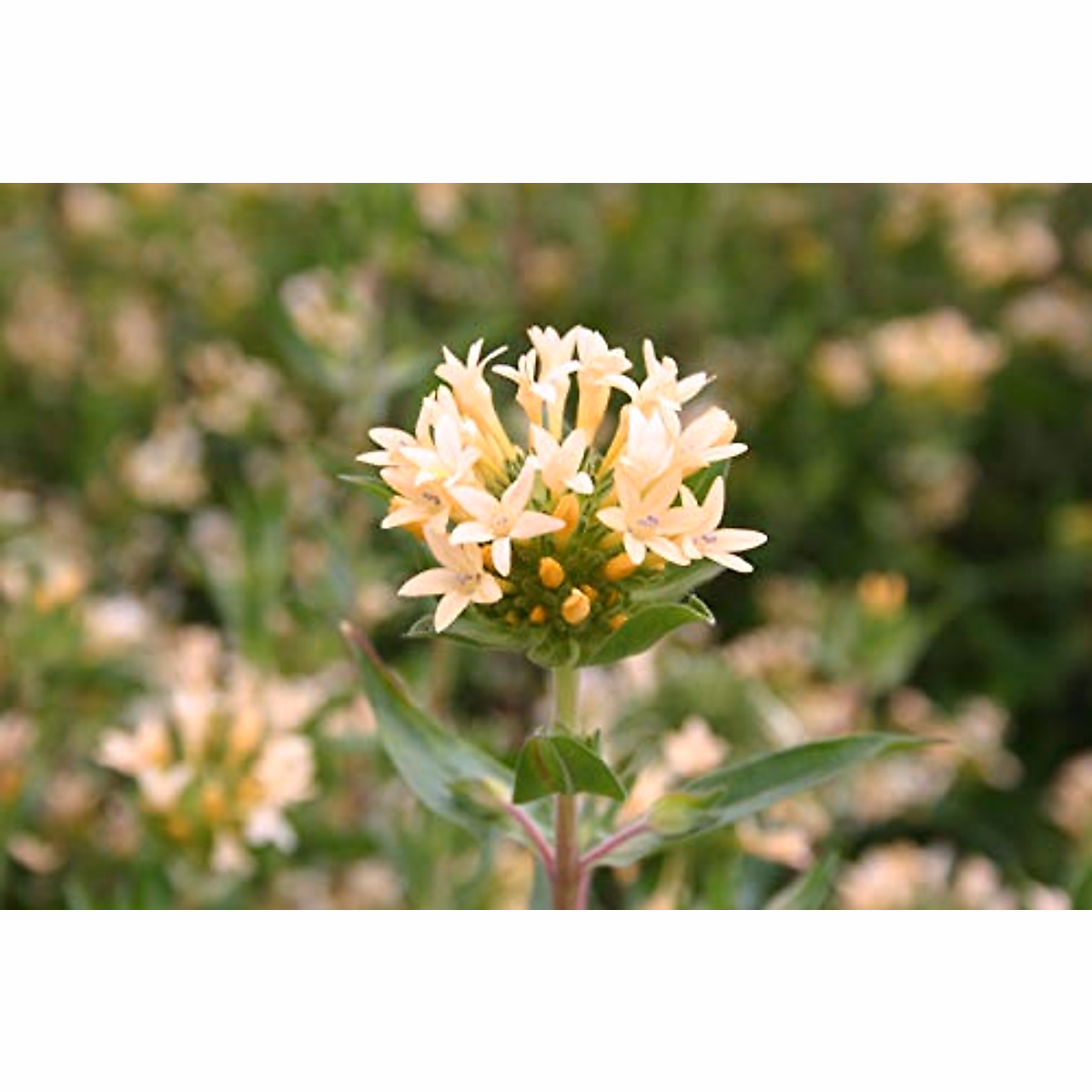 "Large Flowered Phlox" Collomia Seeds for Planting, 50+ Flower Seeds Per Packet, (Isla's Garden Seeds), Non GMO & Heirloom Seeds, Scientific Name: Collomia grandiflora, Great Home Flower Garden Gift