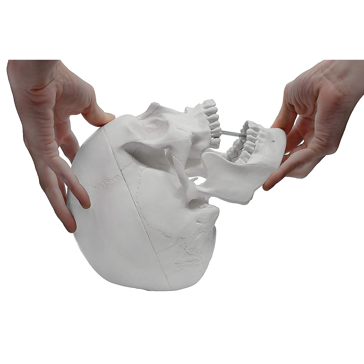 Human Anatomical Skull Model, 3 Part - Medical Quality Plastic Replica - 9" Height - Removable Calvaria - Articulated Mandible - Eisco Labs