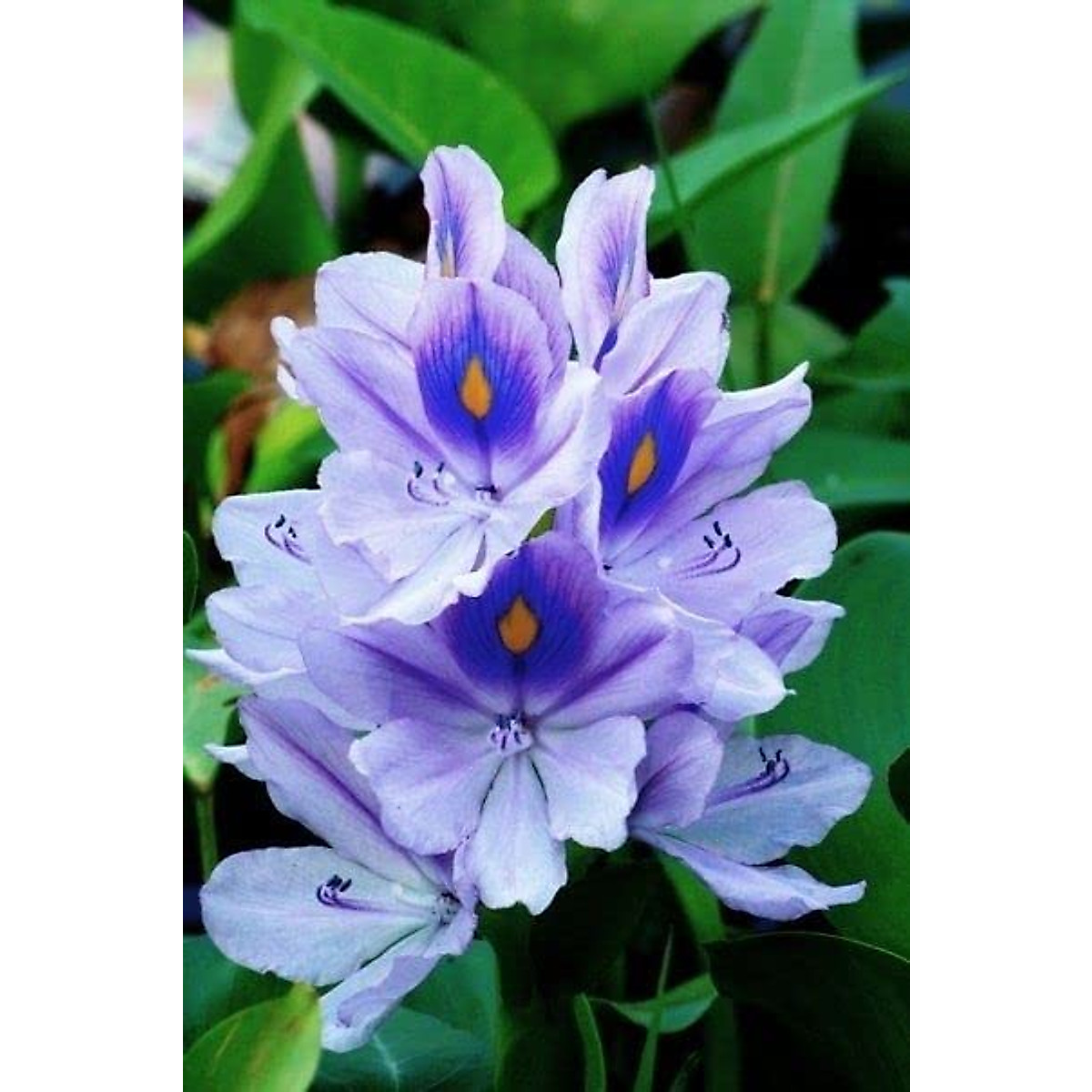Water Hyacinths Floating Water Garden Plants 15 Live Plants