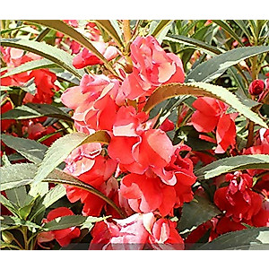 100+ Mixed Impatiens Balsamina Balsam Camelia Impatiens Seeds Double Flower Touch Me Not