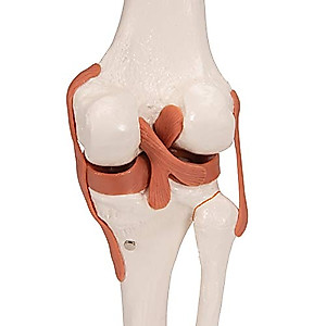 3B Scientific A82 Functional Knee Joint - 3B Smart Anatomy