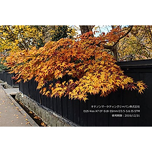 Canon DSLR Camera EOS Kiss X7 with EF-S18-55mm is STM - International Version (No Warranty)