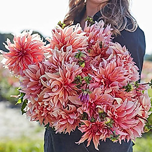 Dahlia Bulbs (Dinnerplate) - Labyrinth - 4 Bulbs - Orange/Pink Flower Bulbs, Tuber Attracts Bees, Attracts Butterflies, Attracts Pollinators, Easy to Grow & Maintain, Fast Growing, Cut Flower Garden