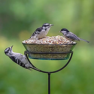Audubon Park No Waste Blend Wild Bird Food, Premium Shell Free and No Mess Bird Seed for Outside Feeders, 5-Pound Bag