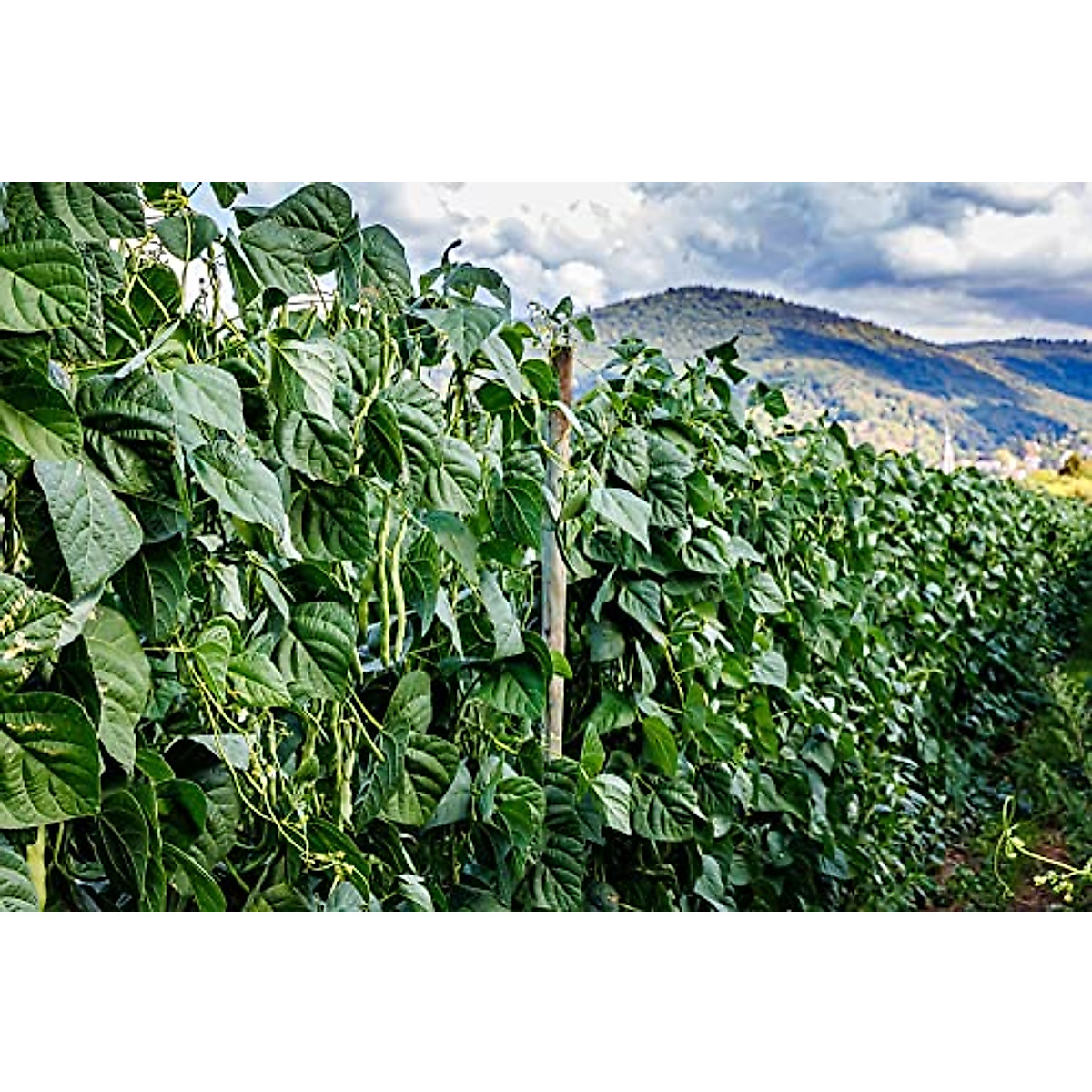 Blue Lake Pole Bean Seeds for Planting, 50+ Heirloom Green Bean Seeds Per Packet, (Isla's Garden Seeds), Non GMO Seeds, Botanical Name: Phaseolus vulgaris
