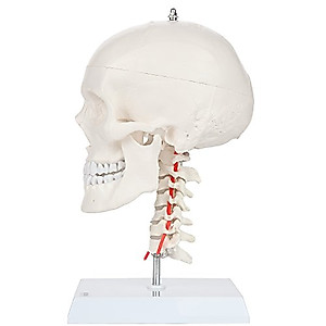 Axis Scientific 3-Part Human Skull Model with Flexible Neck | Life Size Plastic Skull on a Flexible Cervical Spine Molded from a Real Human Skull