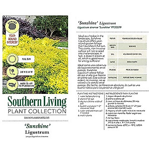 Southern Living Sunshine Ligustrum 2 Gallon