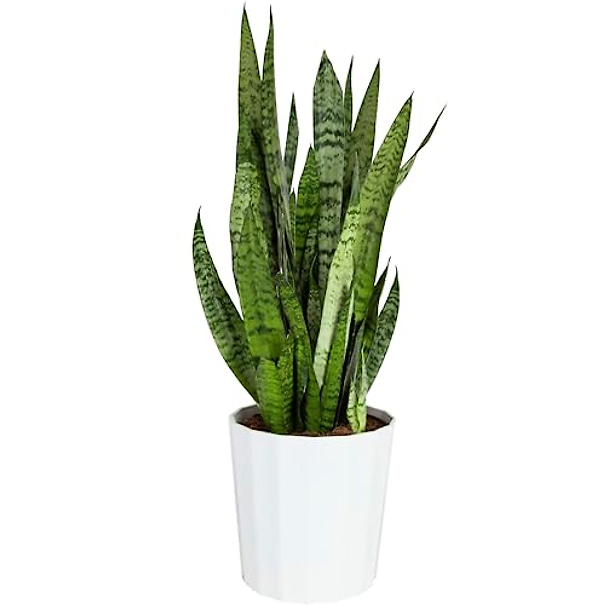 Costa Farms Premium Snake Plant, Easy Care Live Indoor Houseplant in Modern Decor Planter, Air Purifier in Potting Soil, Living Room, Office Decor, Housewarming Gift, Birthday Gift, 2-3 Feet Tall