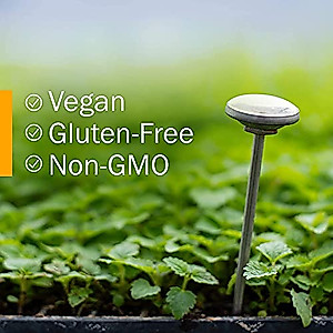 Herb Pharm Brain and Memory Liquid Herbal Formula with Ginkgo for Memory and Concentration, 4 Fl Oz