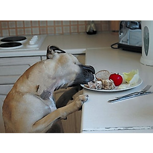 PET CORRECTOR Dog Trainer, 50ml. 8 Pack- Stops Barking, Jumping Up, Place Avoidance, Food Stealing, Dog Fights & Attacks. Help stop unwanted dog behaviour. Easy to use, safe, humane and effective.