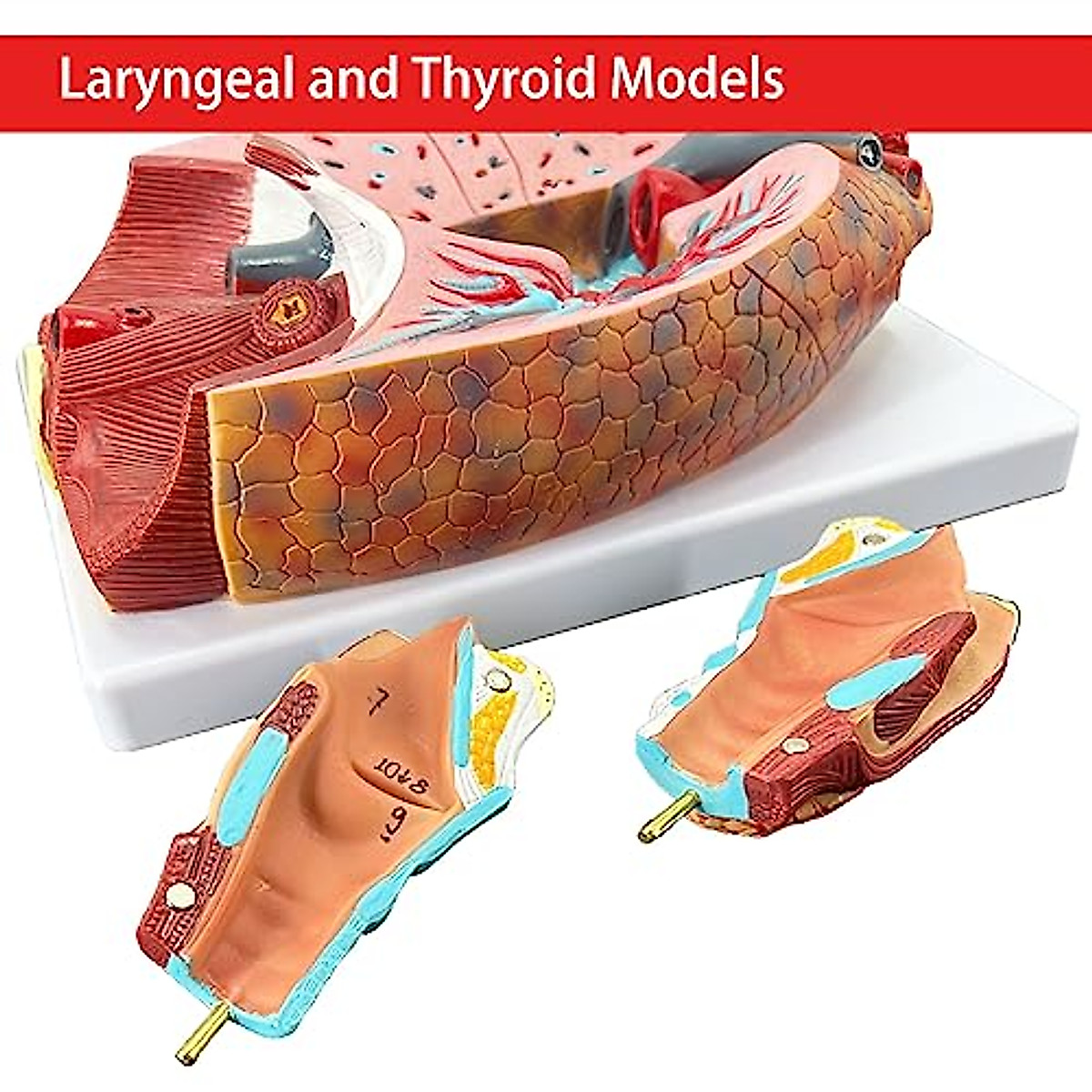 Veipho Human Lung Model, Respiratory System Model with 51 Parts Indication Signs, 7 Removable Parts Life Size Lung Model, Lung Anatomical Model, Includes Heart and Throat & Base and Chart