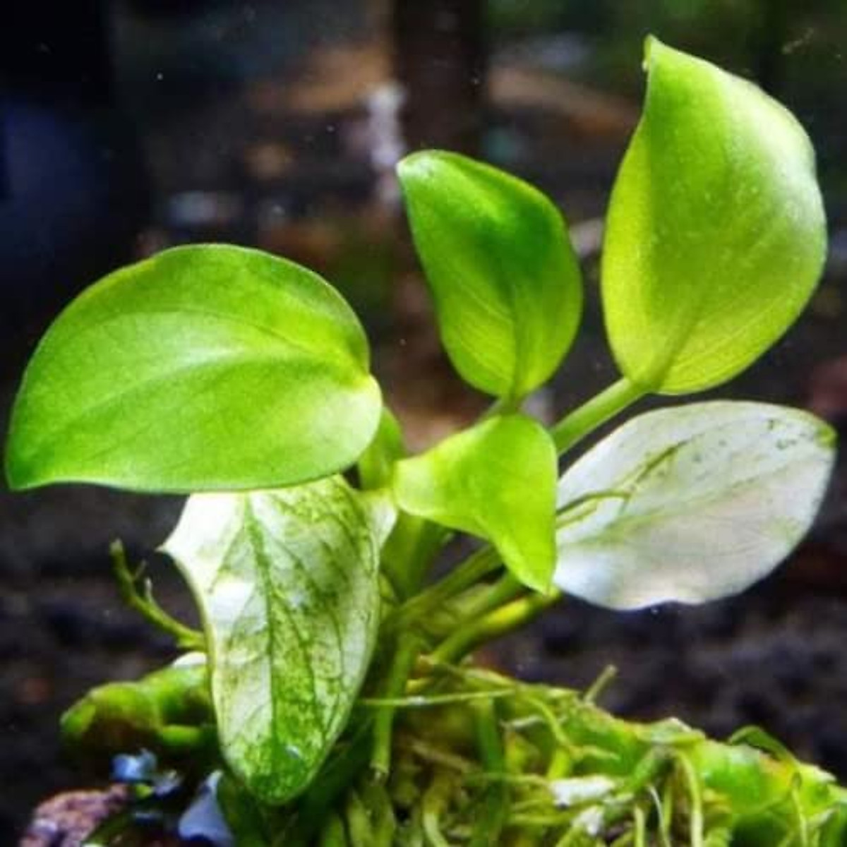 Mainam 3 Different Anubias Nana Java Fern Windelov Tropical Freshwater Live Aquarium Plant Decorations 3 Days BUY2GET1FREE