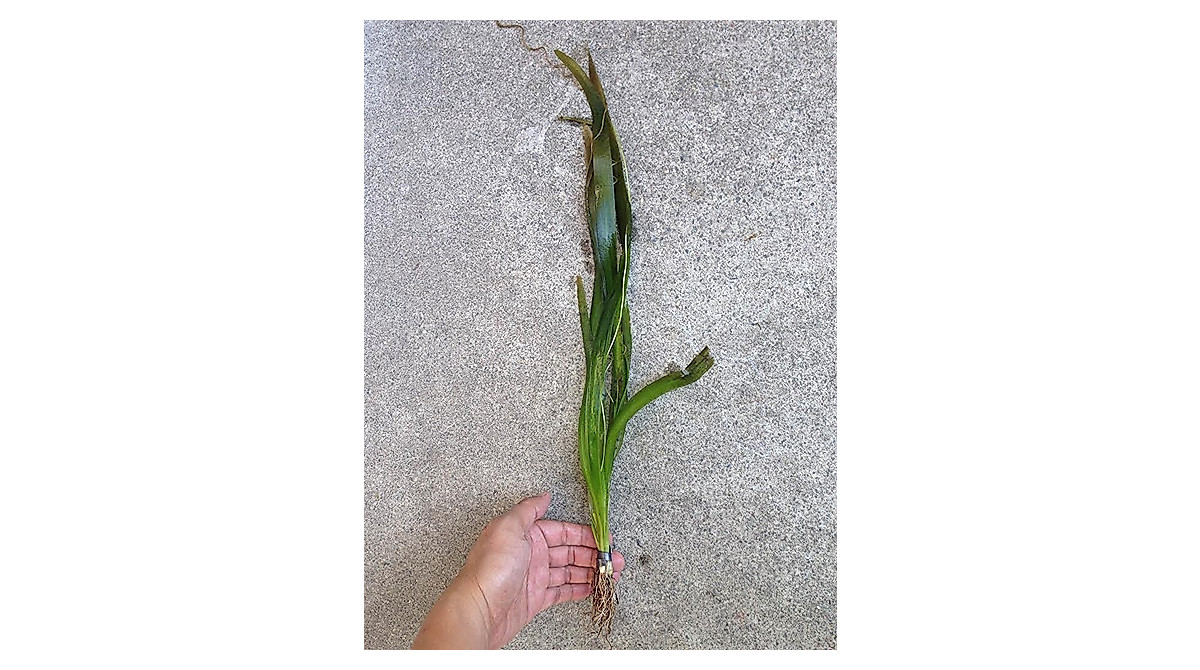 Jungle Vallisneria Rooted Aquarium Plants - Easy Dense Backgrounds