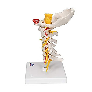 3B Scientific A72 Cervical Spinal Column - 3B Smart Anatomy