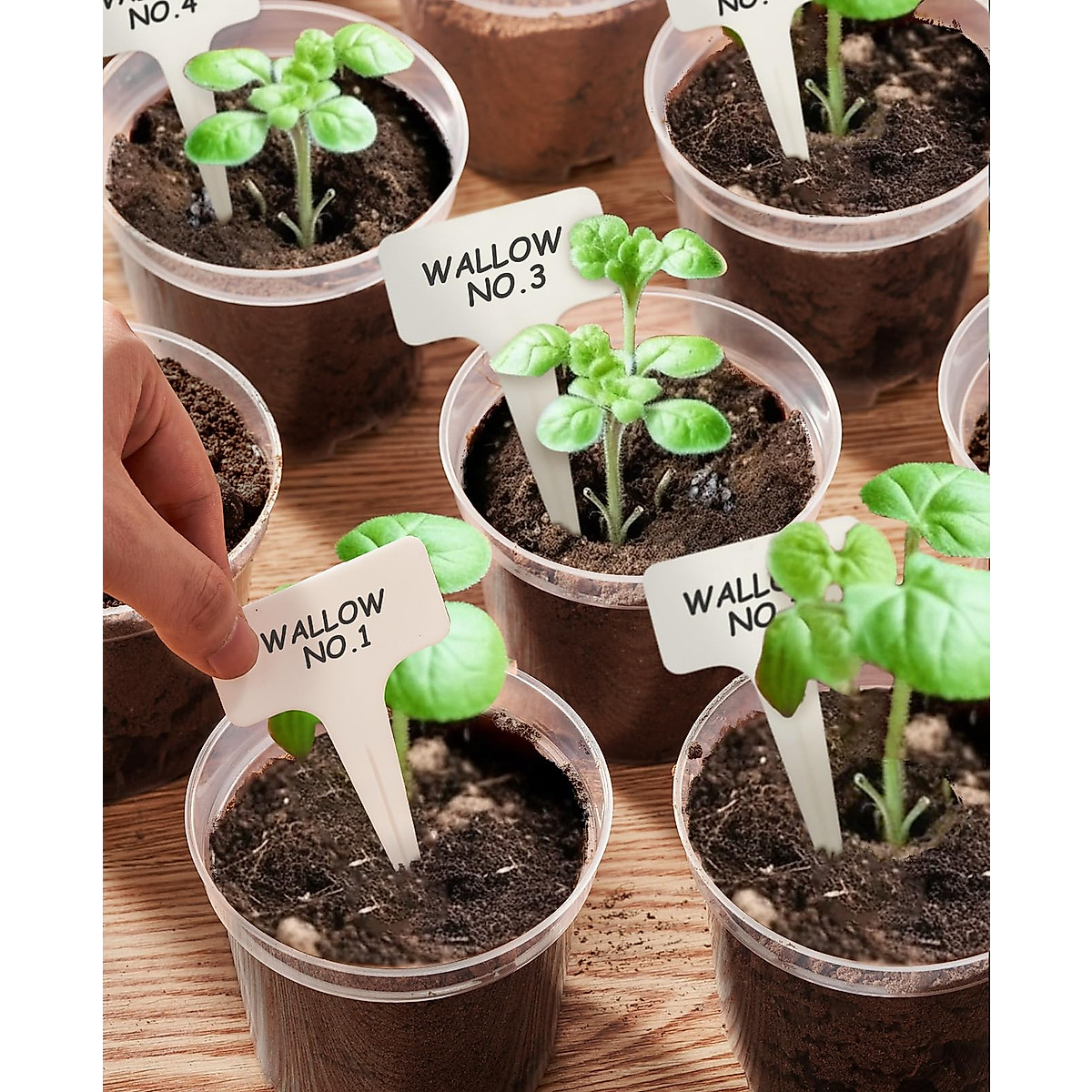 homenote Clear Nursery Pots for Plants,3/4/5 Inch Plant Pot for Planting Plastic Seedling Pots with Drainage Holes Seed Starter Pot Flower Pots High Transparency with 20 Plant Labels (30 Pack)