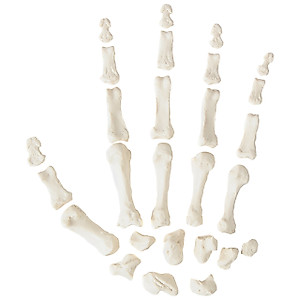 Axis Scientific Complete Disarticulated Human Skeleton Bundle, Includes 3 Part Human Skull, Life Size Bones, Articulated Hand and Foot Anatomy – Includes Detailed Product Manual