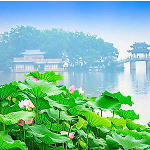 35+ Bonsai Lotus Flower Seeds for Home Planting Ornamental, Mixed Pink & Red Flower, Aquatic Plant for Courtyard, Hotel, Goldfish Pond, Water Lily Seeds