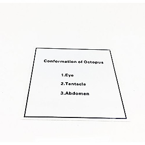 Octopus Specimen（3" x 3" x 1"）