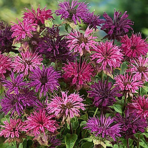 Outsidepride Monarda Didyma Bee Balm Flower Seed Mix for Butterflies, Hummingbirds, & Pollinators - 500 Seeds
