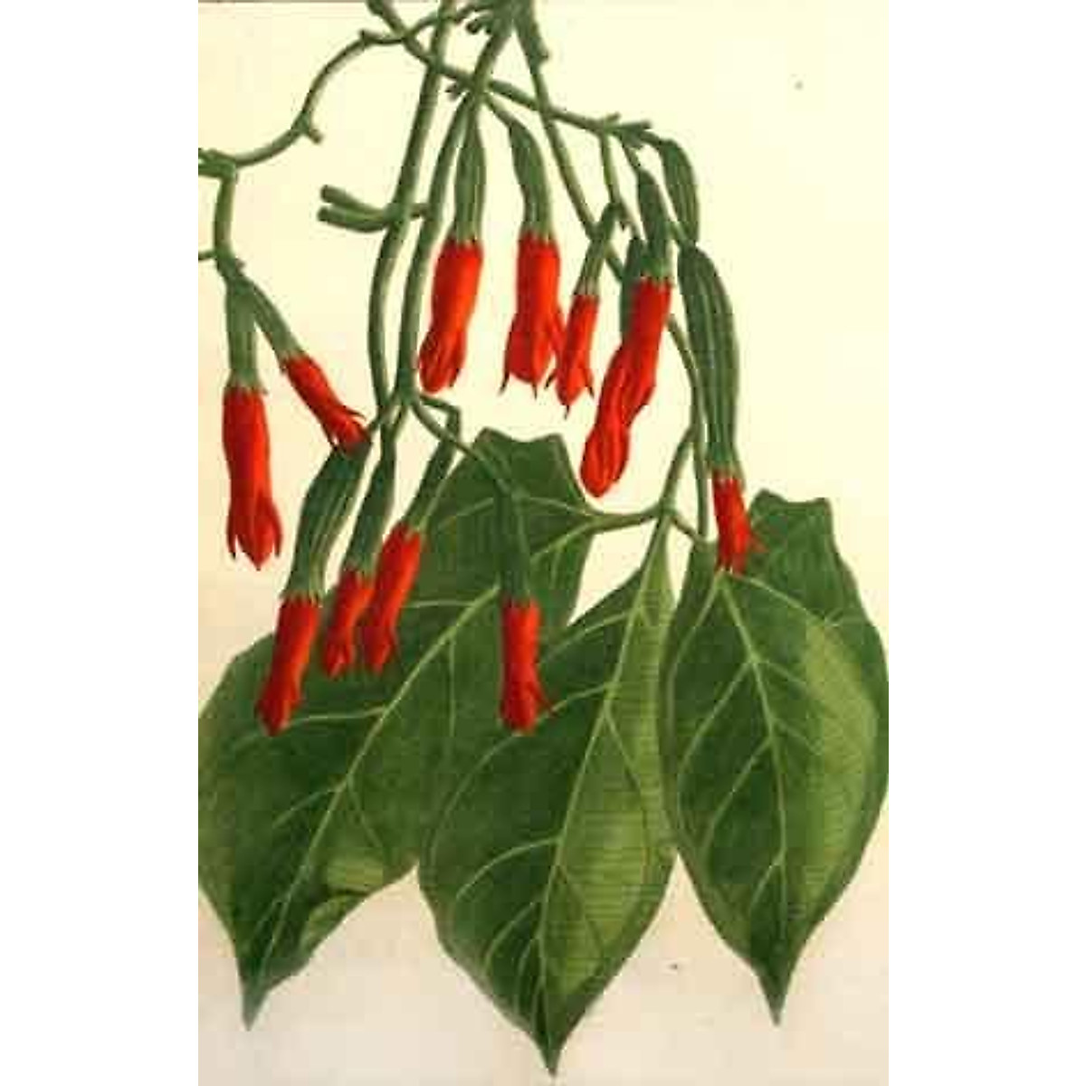 PlateLXXXVII - Momordica rufa, Linn. Liane a Torchon