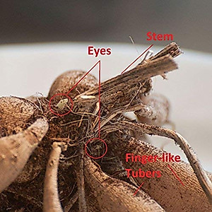 Mixed Dinnerplate Dahlia Bulbs - Assorted Colors - 3 Large Tubers