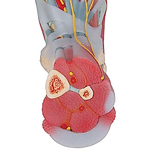 3B Scientific M34/1 Foot Skeleton w/ Ligaments and Muscles - 3B Smart Anatomy