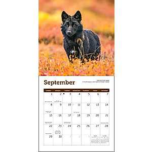 Wolves Mini Wall Calendar 2024, 7" x 7"