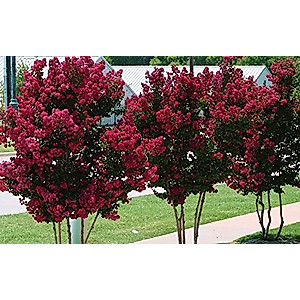 Centennial Spirit Crape Myrtle, Pack of 5, Bright Red, Matures 14'-16' (2-4ft Tall When Shipped, Well Rooted with Pot in Soil)