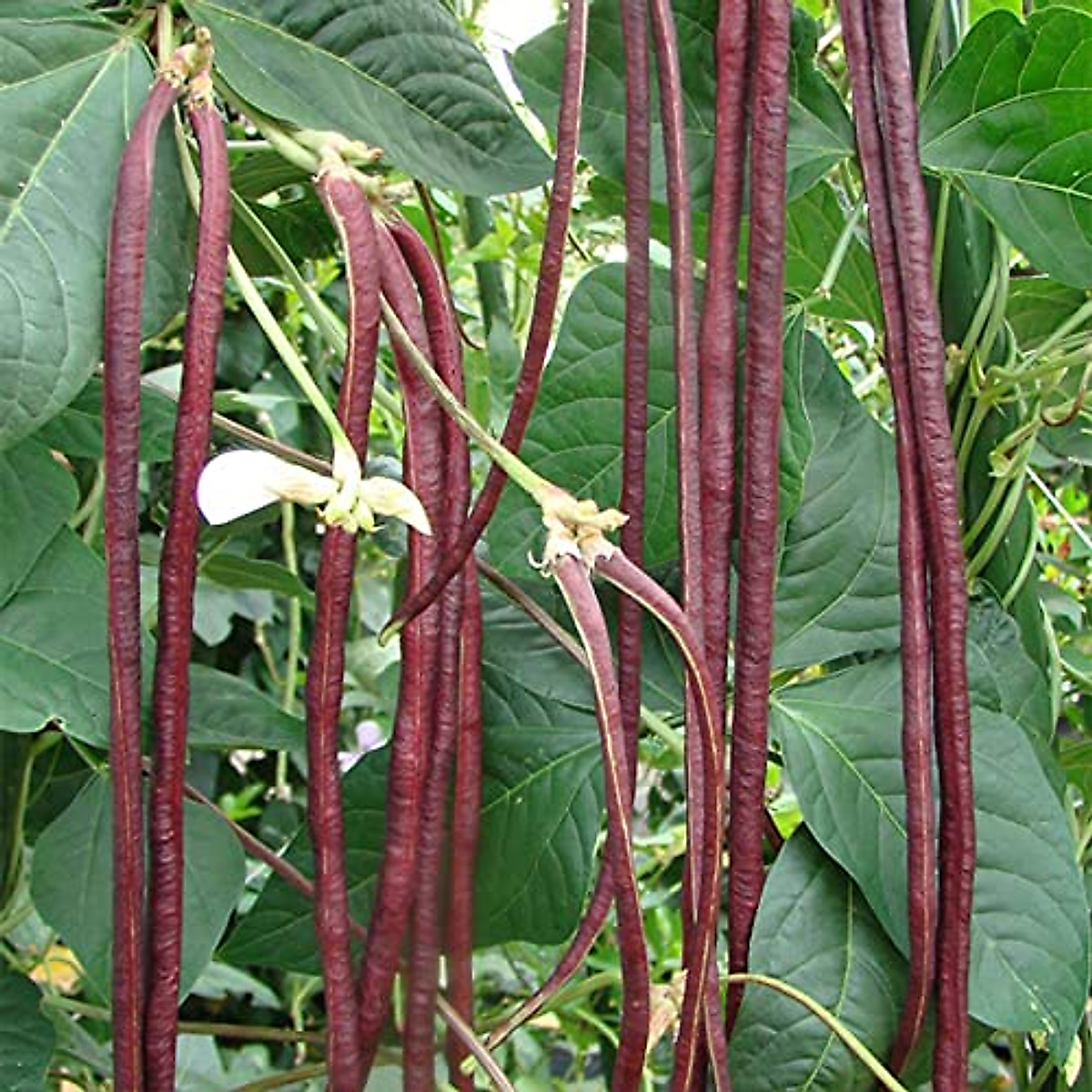 Yard Long Bean - Red Noodle - 6 g Packet ~30 Seeds - Non-GMO, Heirloom - Asian Garden Vegetable