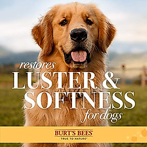 Burt's Bees for Pets Palm Slicker Brush, Recycled Bamboo Dog Brushes, Dog Brush, Dog Hair Brush, Burts Bees Pet Bush, Puppy Brush, Pet Hair Brush, Pet Comb, Dog Grooming Tools, Grooming Brush