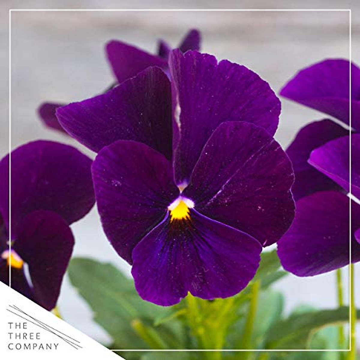 The Three Company Healthy Live Pansy - Purple (4 Per Pack), Early Spring Color, 6" Tall by 4" Wide in 1 Pint Square Pot