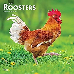 Roosters | 2023 12 x 24 Inch Monthly Square Wall Calendar | BrownTrout | Domestic Farm Barn Animals