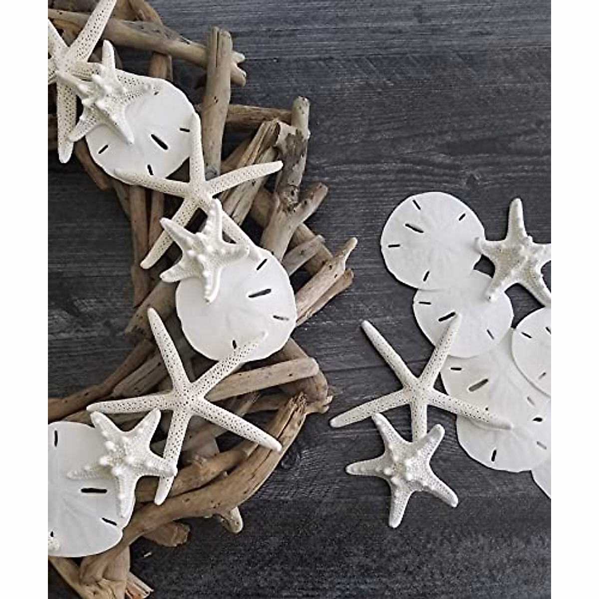 White Sand Dollars 2.5"-3" - 10pcs - Wedding Seashell Craft - Hand Picked and Professionally Packed by Tumbler Home