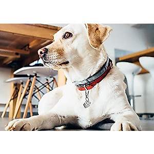 Chyobo Stainless Steel Dog Tag Quick Clips - for Medium and Large Dog Collars