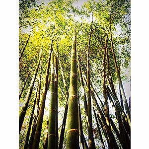 Stand up Biodegradable Bamboo toothbrushes| Hard Wearing, Soft/Medium Plant bristles| Vegan | Plastic Free Toothbrush | Biodegradable Packaging| All Natural Toothbrush