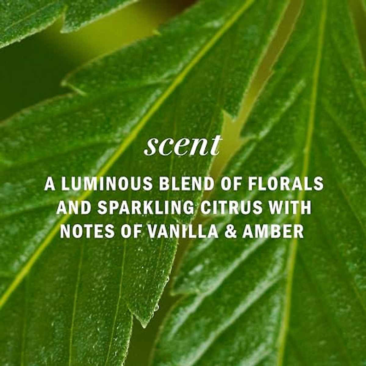 Herbal Essences bio:renew Hemp + Potent Aloe Conditioner for Frizz, 13.5 Fl Oz