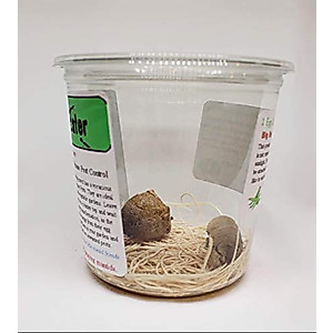 Two Extra Large Praying Mantis Ootheca Egg Cases + Clear Hatching Incubator Kit