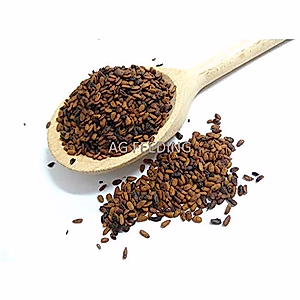 Elderberry Plant 100 Seeds - Black Elderberry Plant Seeds, Elderberry Bush Plant Fruit Seeds, Fresh Plant Black Elderberry, Shade Trees Fast Growing, Supports Butterfly and Bird Species